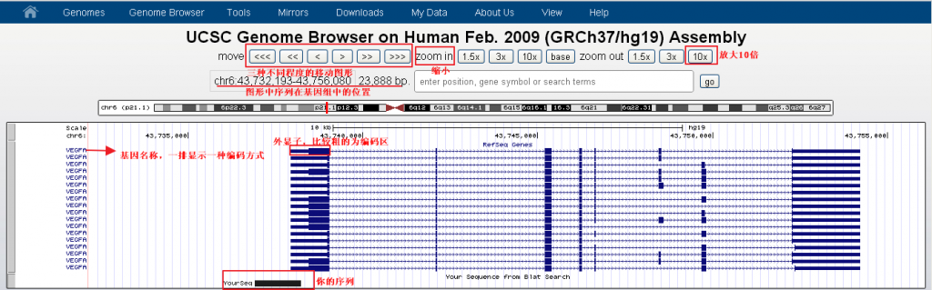 利用UCSC找序列的上下游基因 | 生物信息博客
